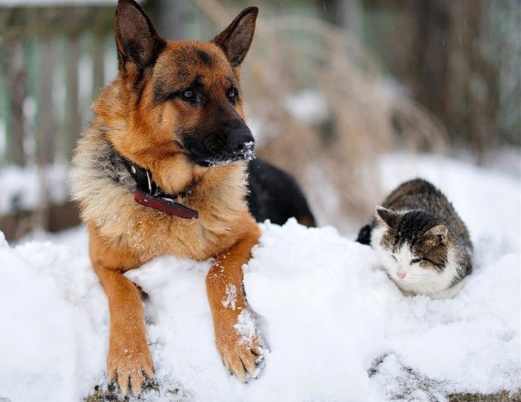 Pet Care in Winter - Allivet Pet Care Blog