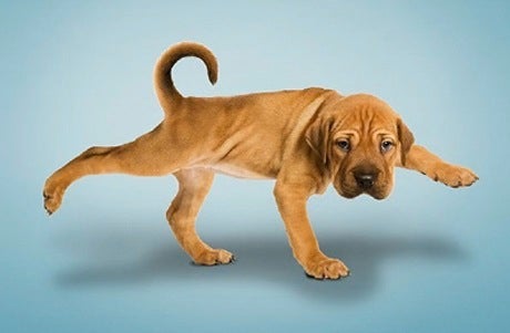 Doga: The New Thing ALL Dogs Are Barkin' About! - Allivet Pet Care Blog