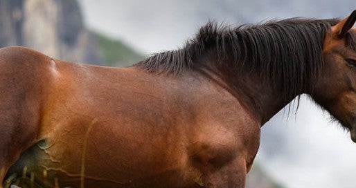 Allivet's Equine Vaccine Chart - Allivet Pet Care Blog