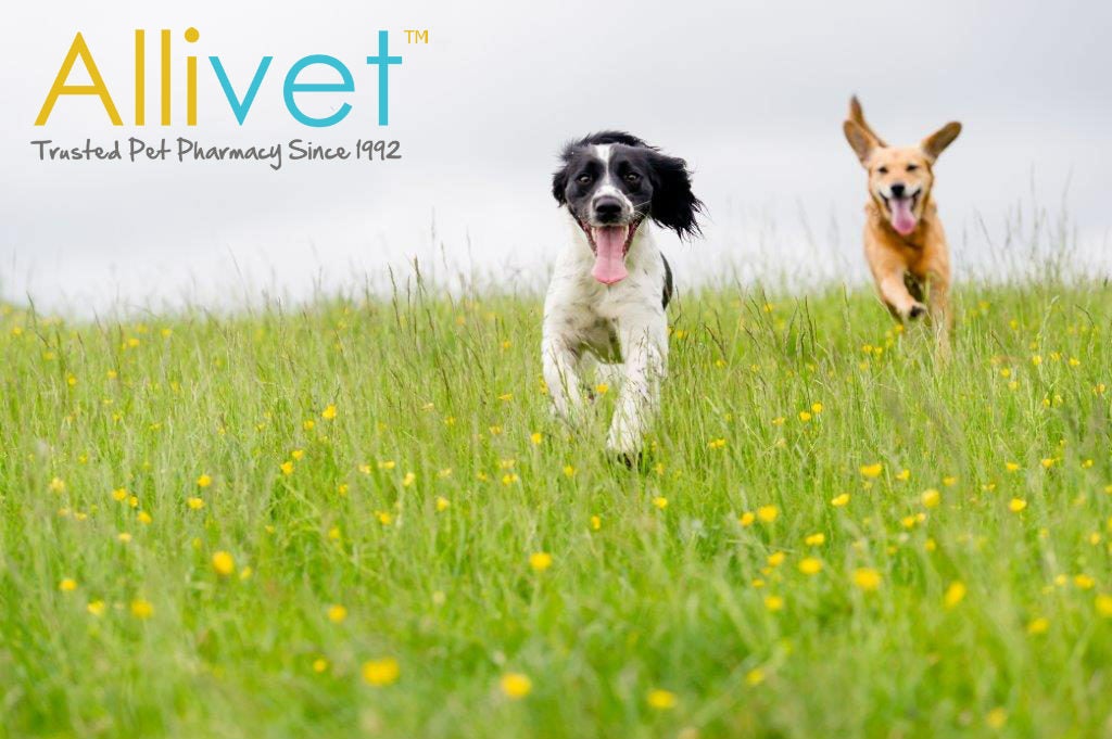It’s Spring Time! - Allivet Pet Care Blog