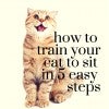 Train Your Cat To Sit In 5 Easy Steps - Allivet Pet Care Blog
