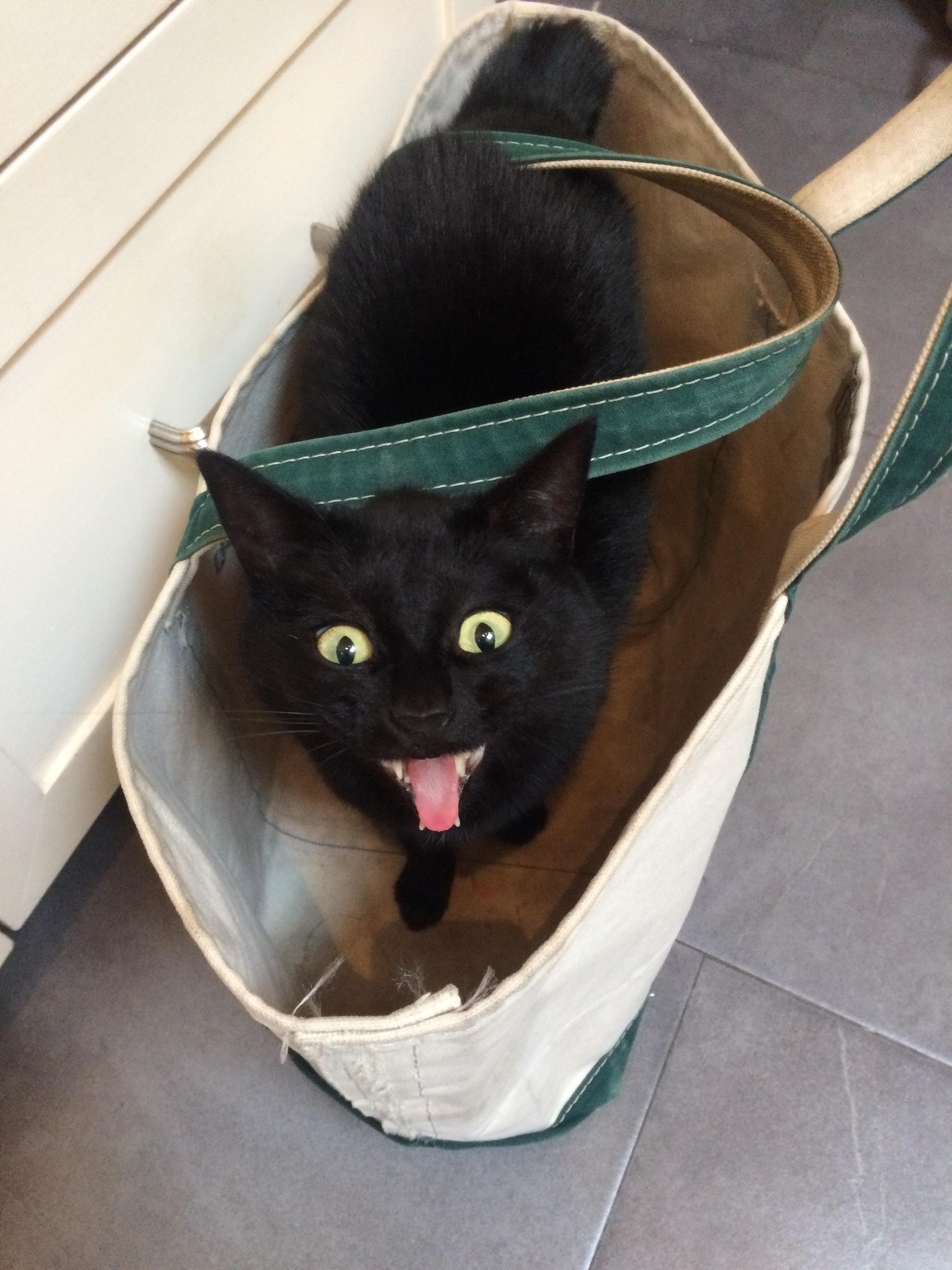 Happy Black Cat