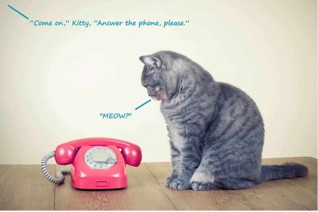 7 Simple Tips to Training Your Cat - Allivet Pet Care Blog