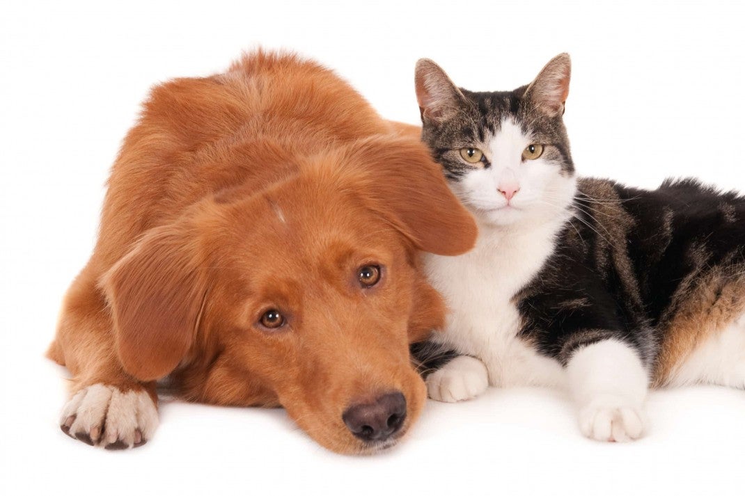 How to Feed a Sick Dog or Cat - Allivet Pet Care Blog