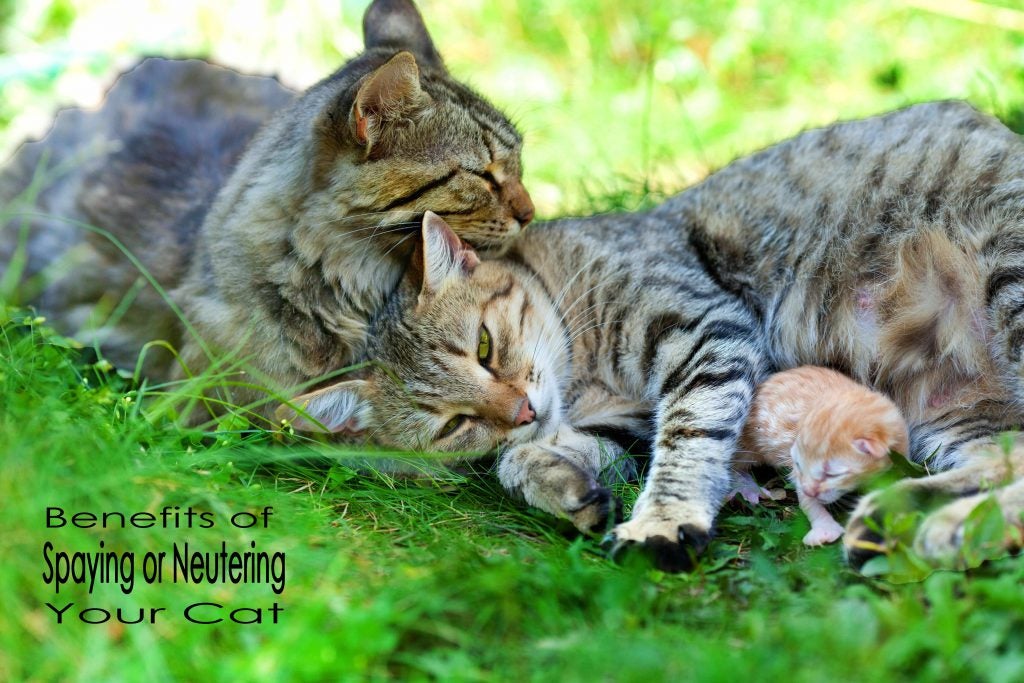 Benefits of Spaying or Neutering Your Cat - Allivet Pet Care Blog