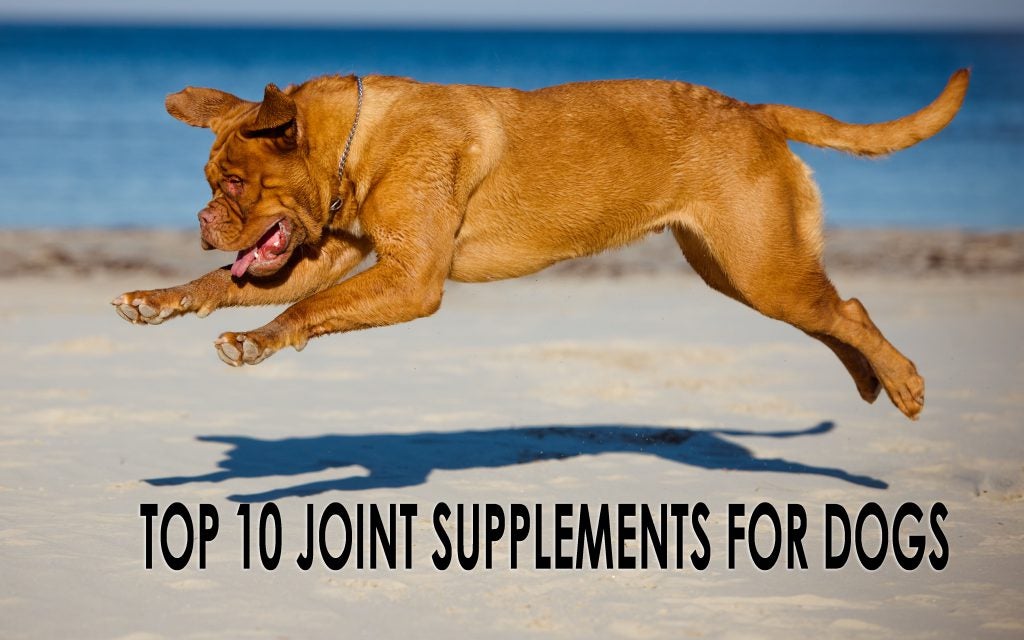 Top 10 Joint Supplements for Dogs - Allivet Pet Care Blog