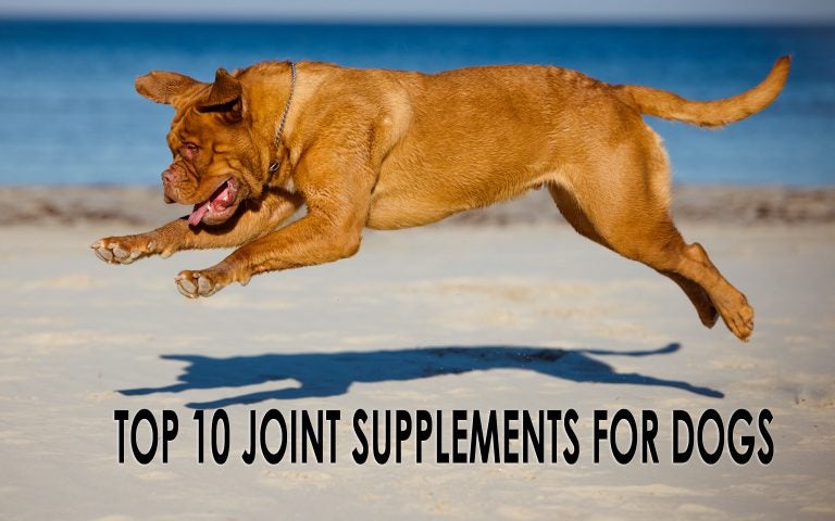 Top 10 Joint Supplements for Dogs - Allivet Pet Care Blog