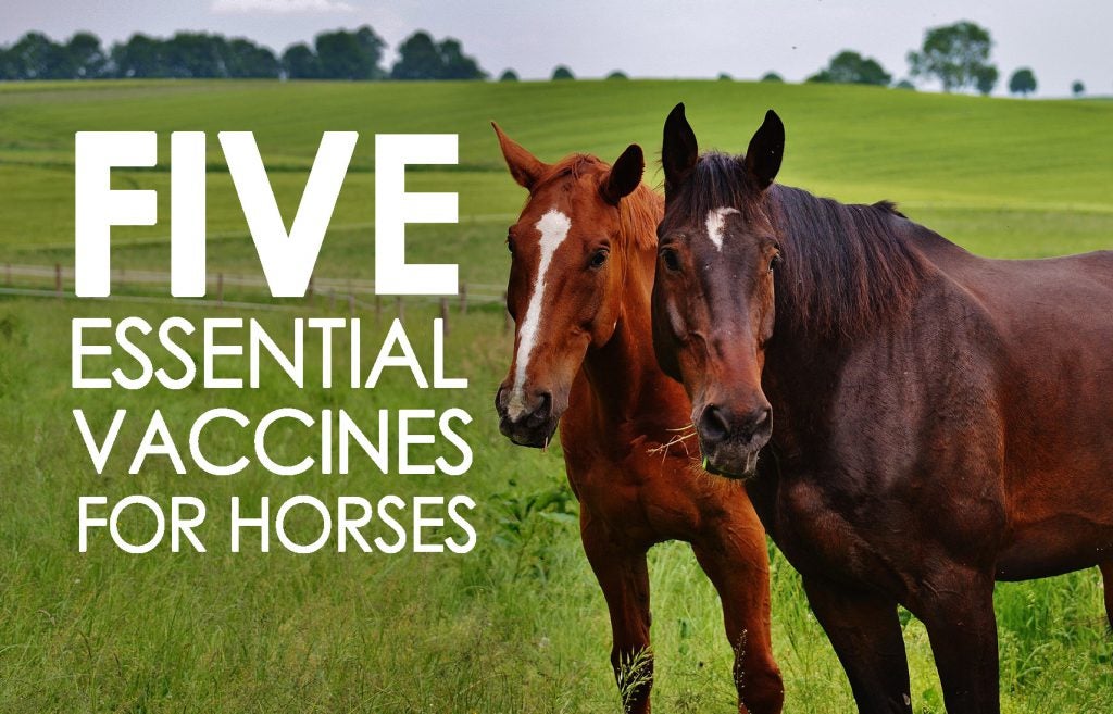 Five Essential Vaccines Your Horse Must Have - Allivet Pet Care Blog