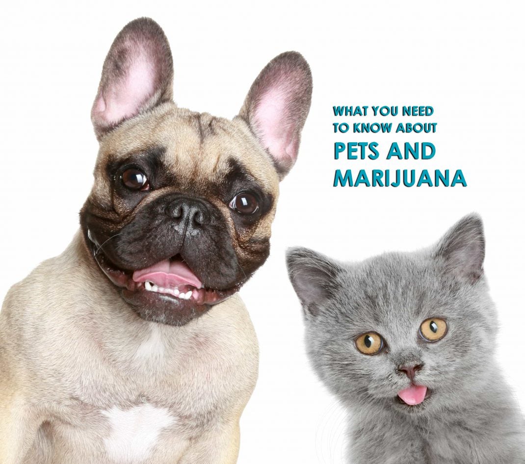 Marijuana and Pets: What You Need to Know - Allivet Pet Care Blog