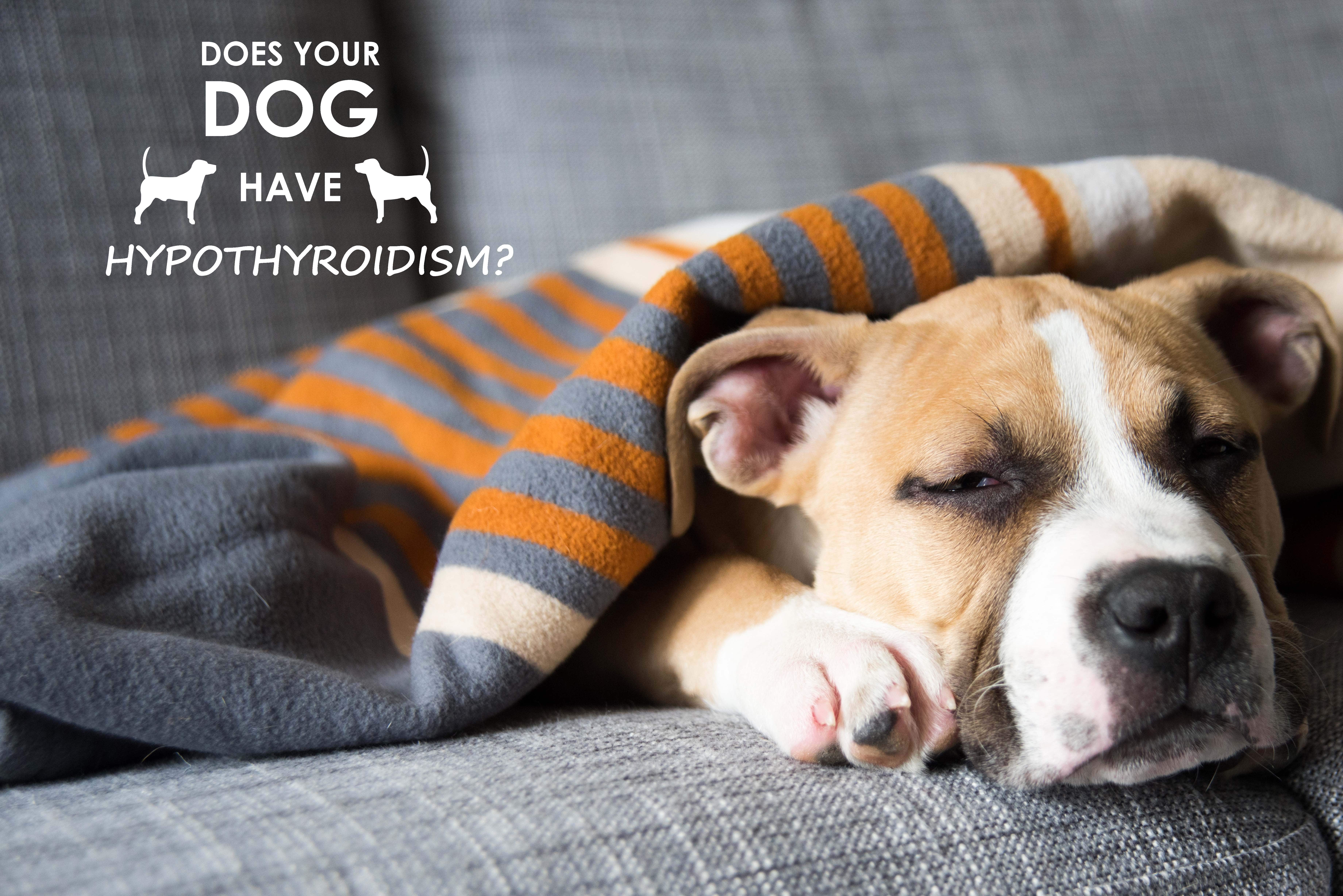 Hypothyroidism Signs And Symptoms In Dogs