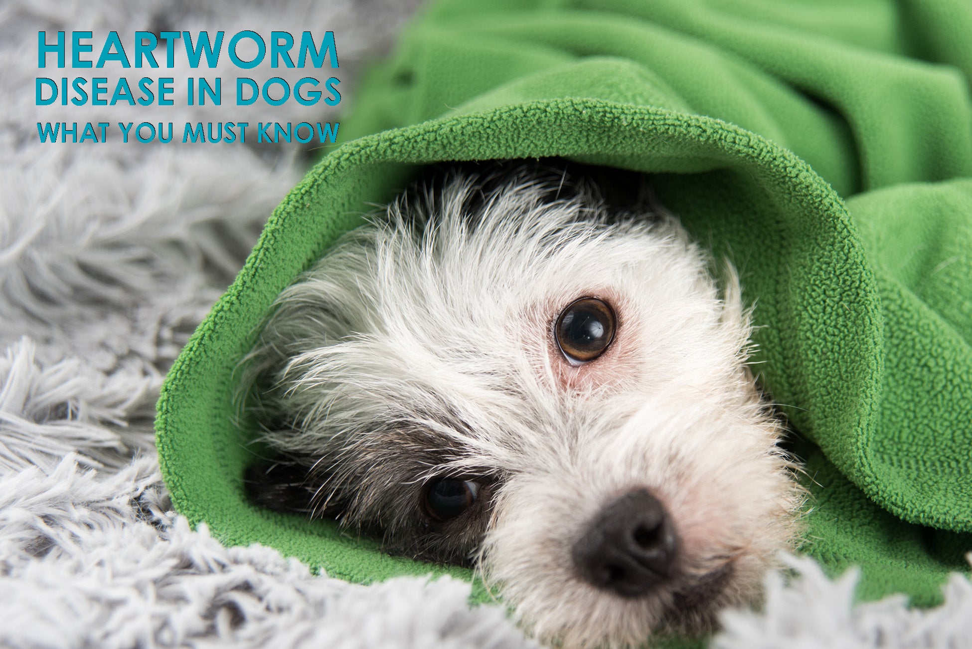 Heartworm Disease in Dogs What You Must Know - Allivet Pet Care Blog