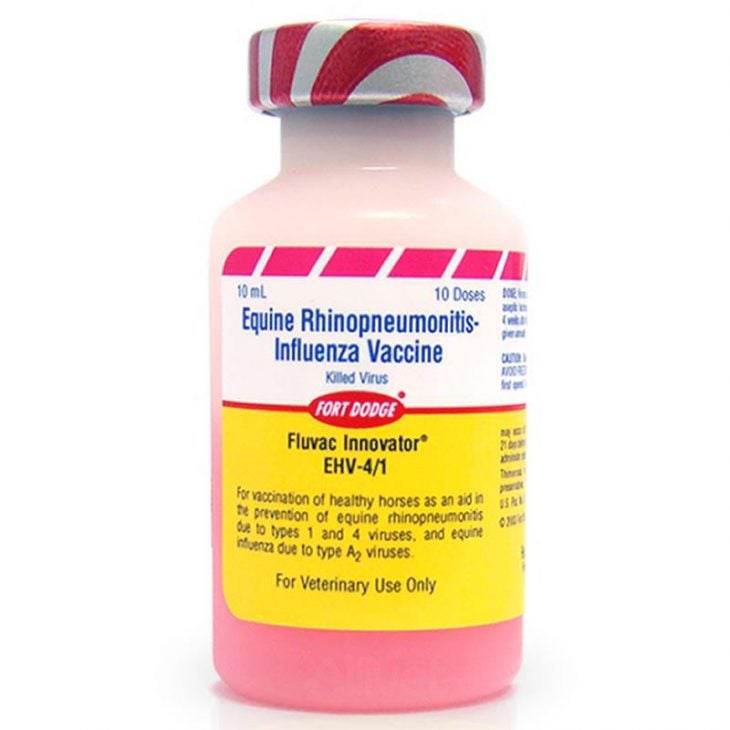 Equine Herpes Virus 1 and 4 – What You Must Know - Allivet Pet Care Blog