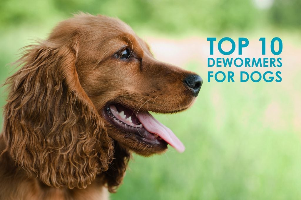 Top 10 Dewormers for Dogs - Allivet Pet Care Blog