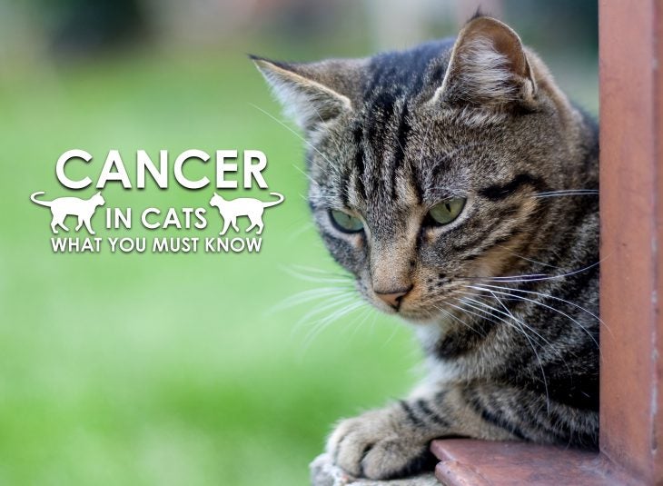 Cancer in Cats – What You Must Know - Allivet Pet Care Blog