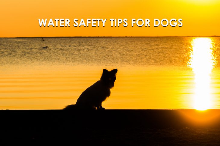 Water Safety Tips for Dogs - Allivet Pet Care Blog