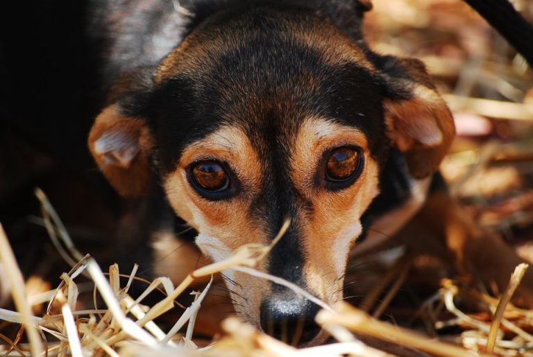 How to Help an Anxious Pet - Allivet Pet Care Blog