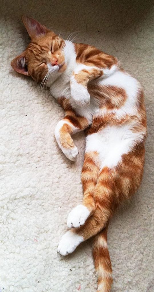 Is Your Cat Sleeping Too Much? - Allivet Pet Care Blog