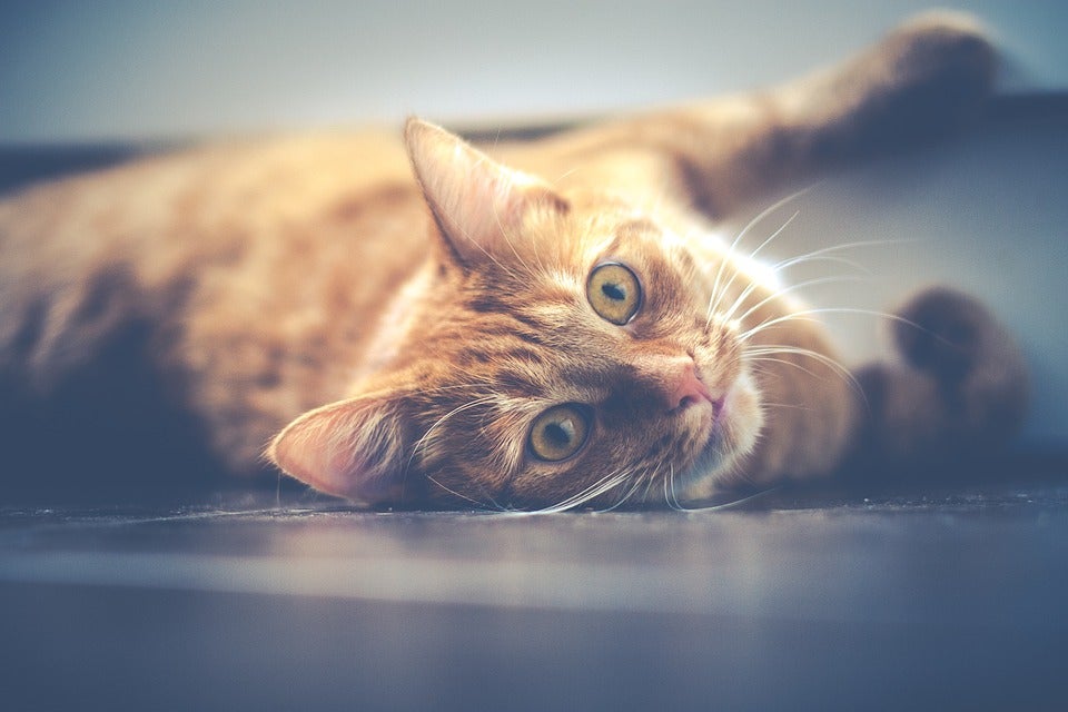 Top 5 Reasons to Get a Pet Cat - Allivet Pet Care Blog