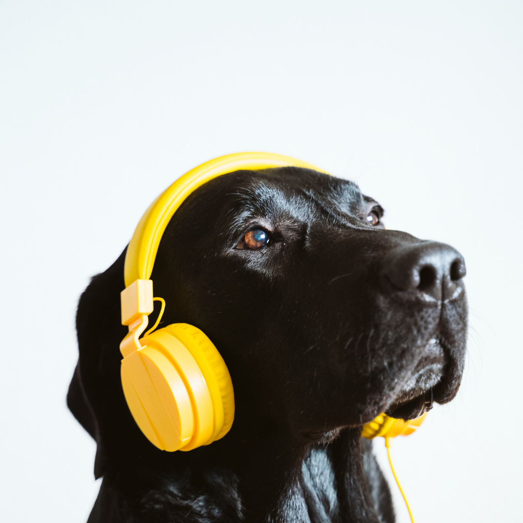 Can Dogs Block Out Noise