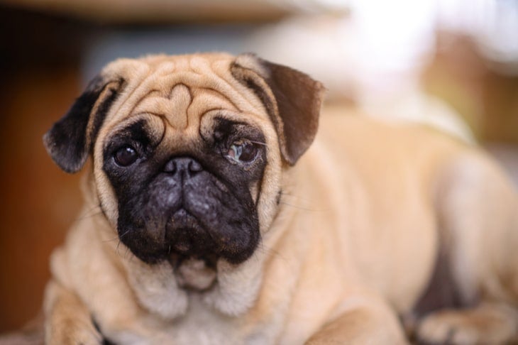 Types of Dog Eye Discharge & How to Treat Them | Allivet