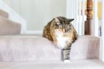 Adequan for Cat Arthritis: Is It Safe? | Allivet