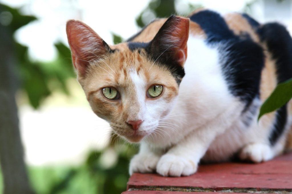 Facts About TNR (Trap-Neuter-Return) - Allivet Pet Care Blog