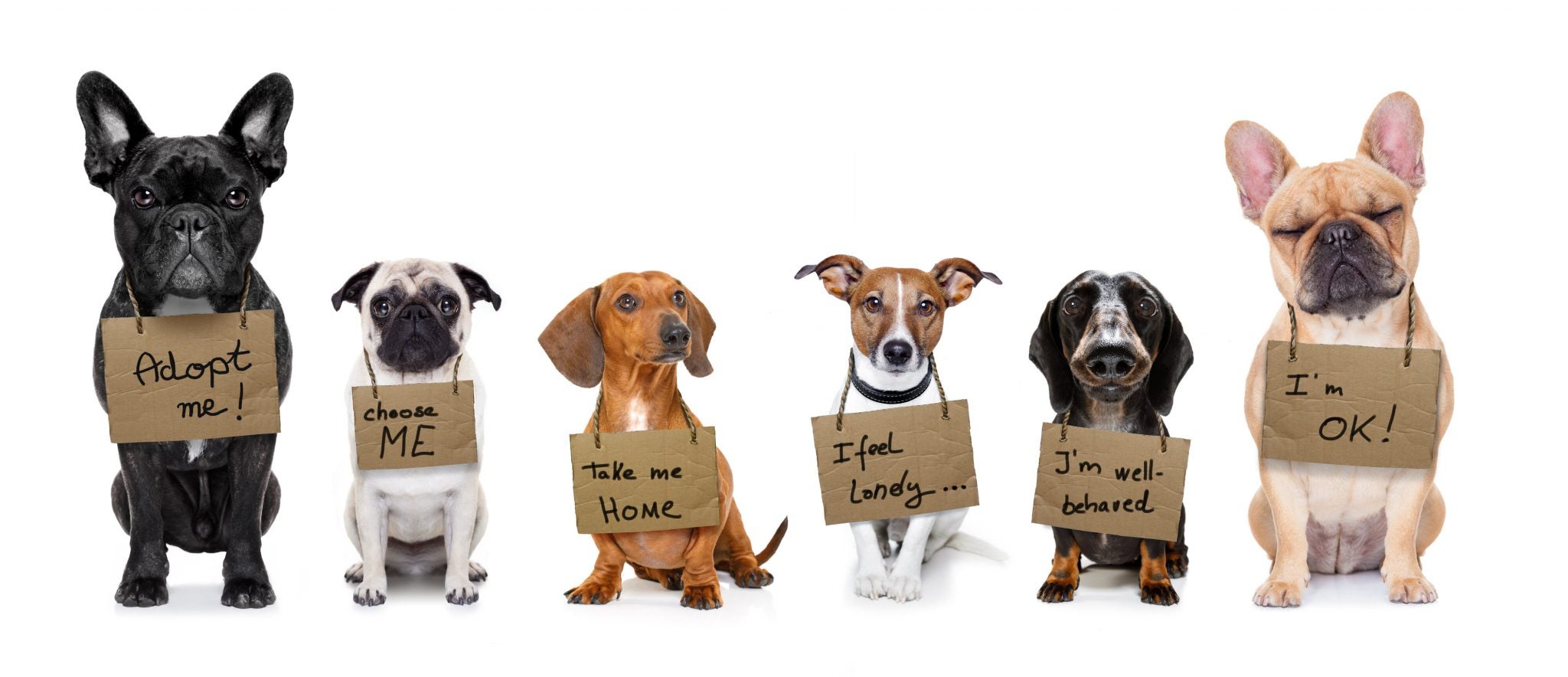 October is Adopt-a-Shelter-Dog Month, So Why Not Adopt? - Allivet Pet ...