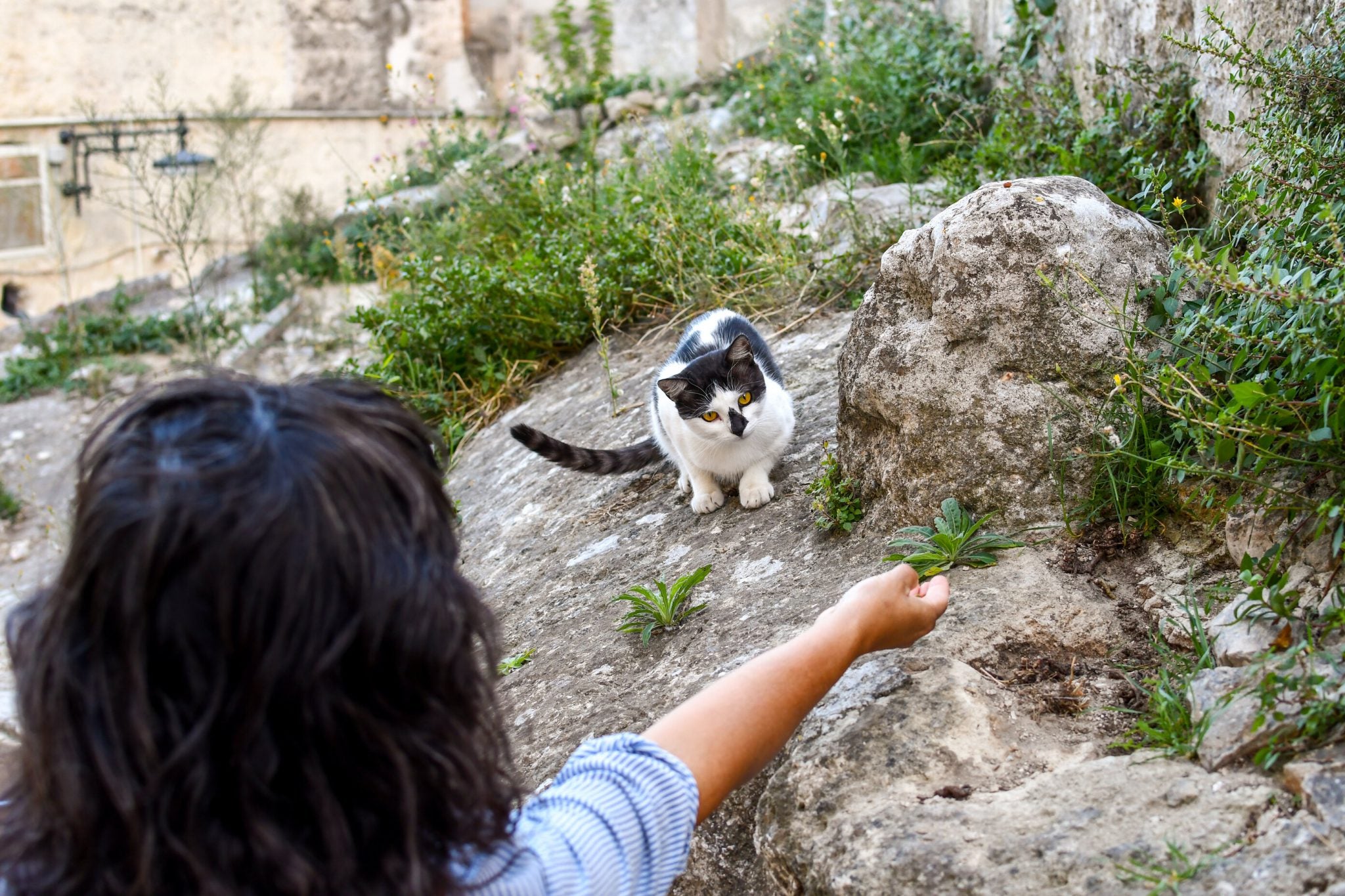 Facts About TNR (Trap-Neuter-Return) - Allivet Pet Care Blog