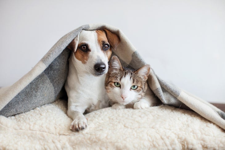 GERD in Pets - Signs, Symptoms, & Treatment