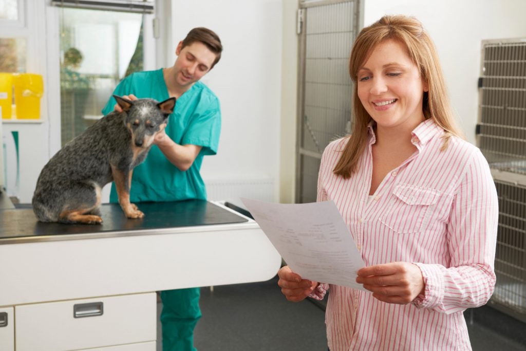 Saving on Vet Care for Summer Illnesses and Injuries - Allivet Pet Care ...
