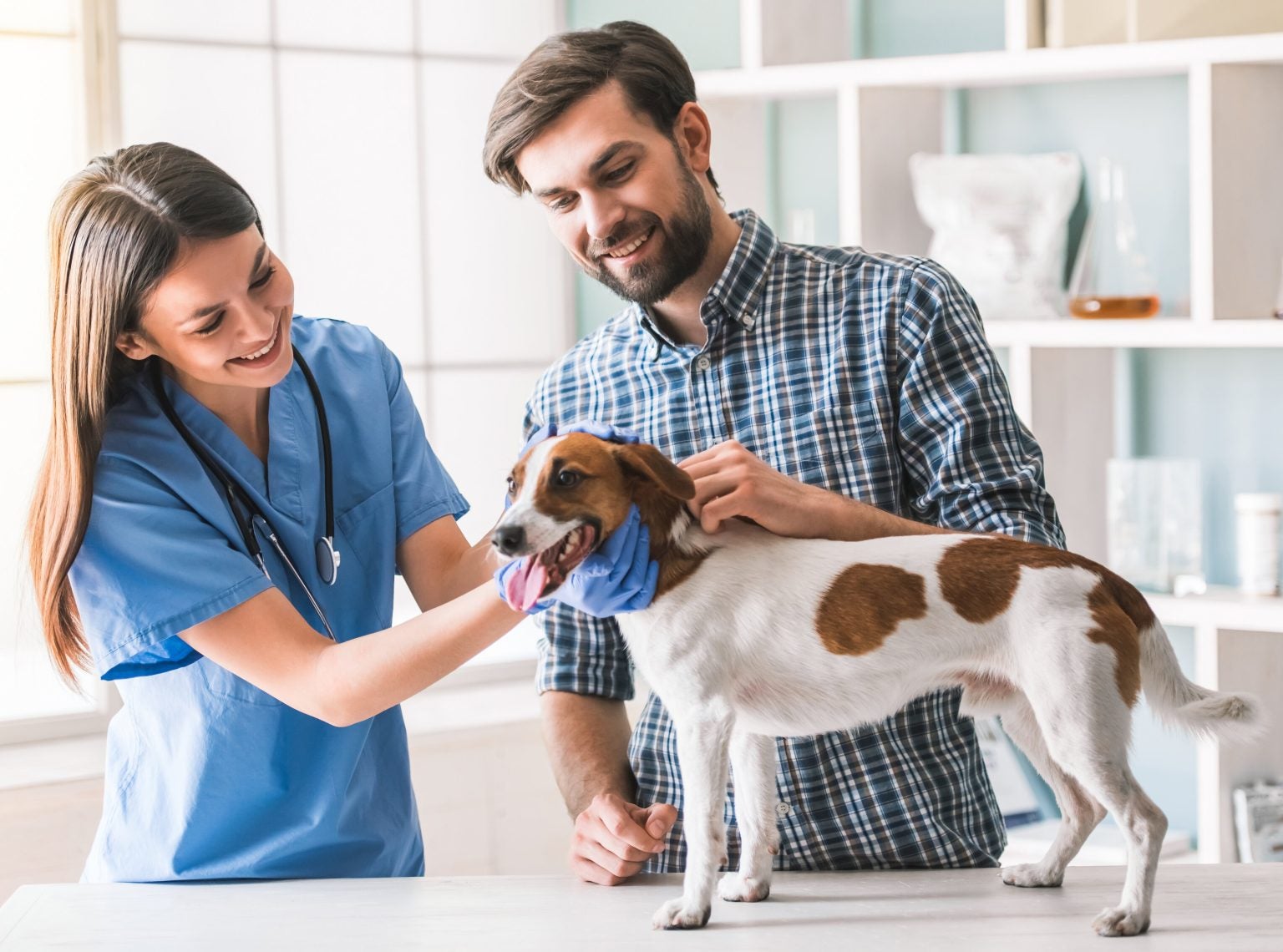 The Importance of Routine Vet Visits - Allivet Pet Care Blog