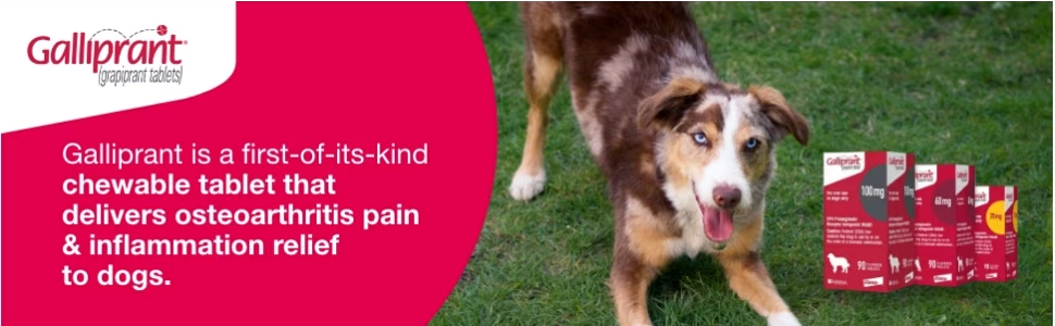 Galliprant | Allivet Trusted Pet Pharmacy