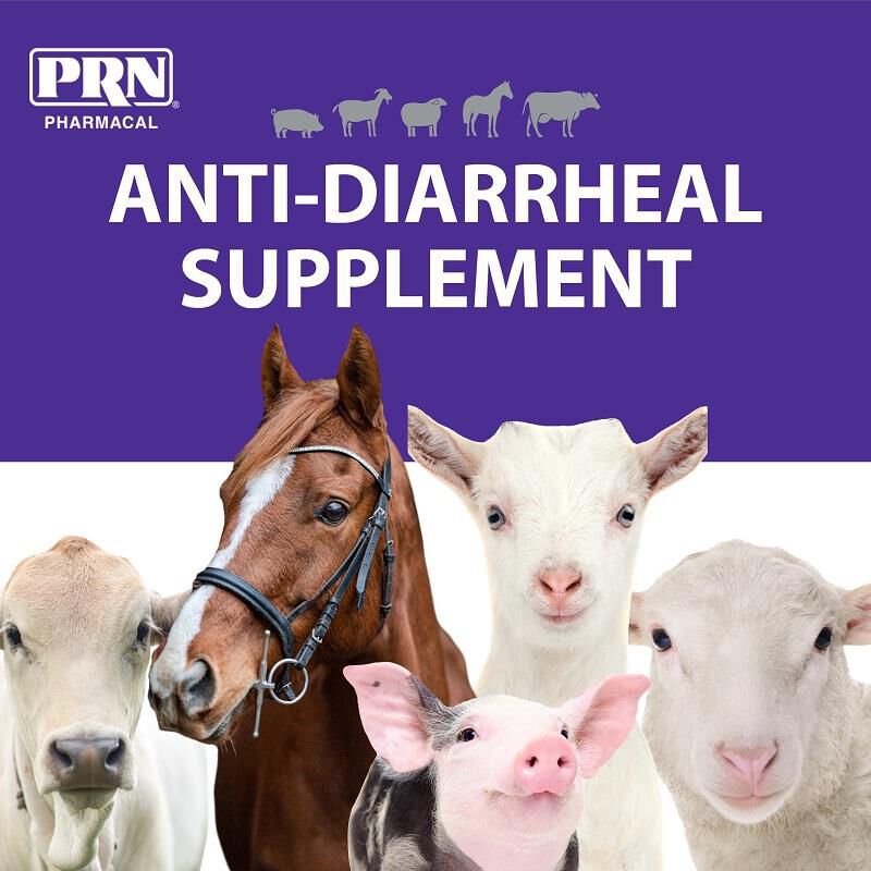 Endosorb Anti-Diarrheal Tablets For Dogs & Cats