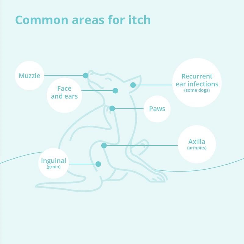 Dechra DermaBenSs Shampoo for Dogs, Cats & Horses | Allivet