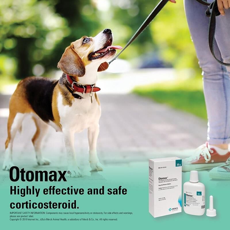 Buy Otomax Ear Ointment - Otomax for Dogs And Cats | Allivet