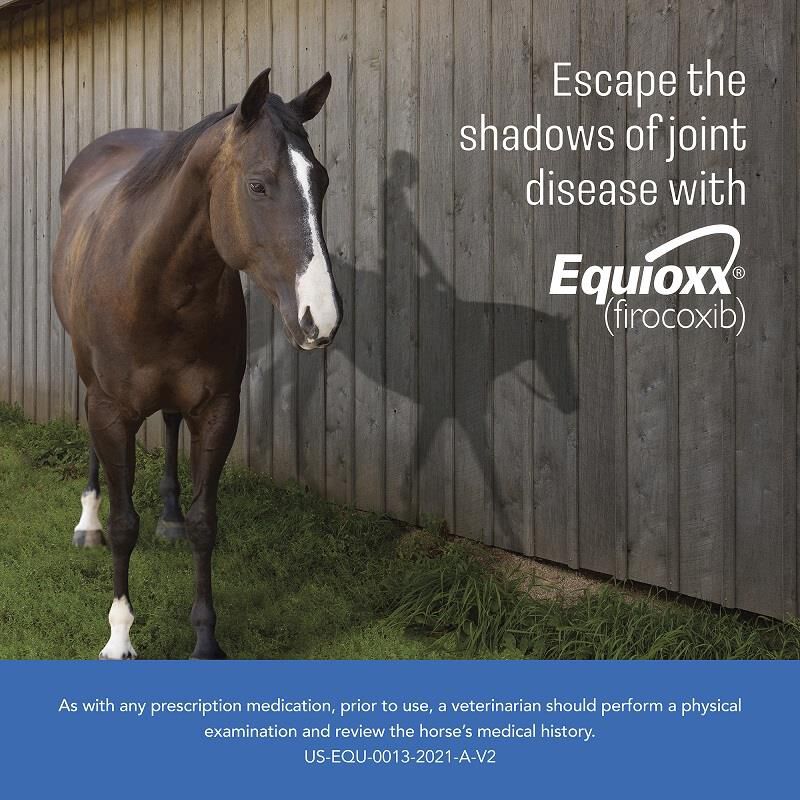 Buy Equioxx 57mg Tablets for Horse Laminitis | Allivet