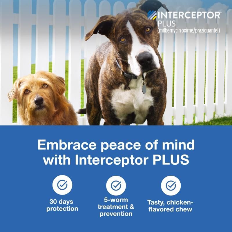 Interceptor Plus for Dogs | Heartworm Chewables | Allivet