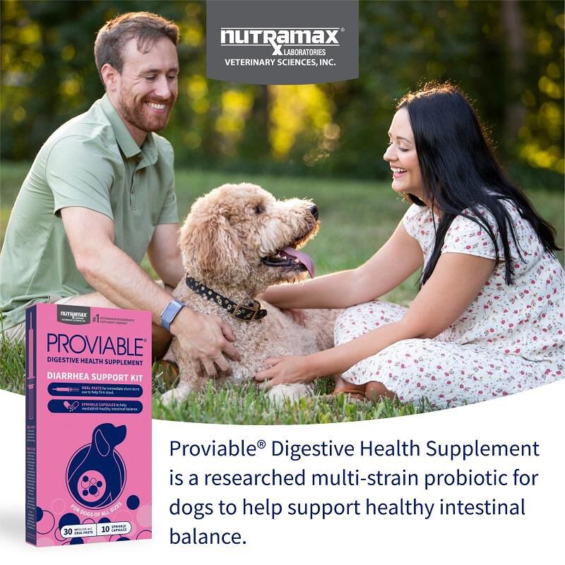 Proviable-KP Paste For Dogs & Cats - Probiotics | Allivet