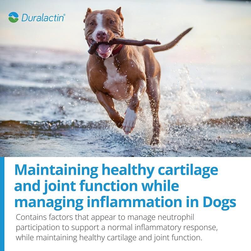 Order Duralactin Canine Joint Plus Soft Chews for dogs and puppies