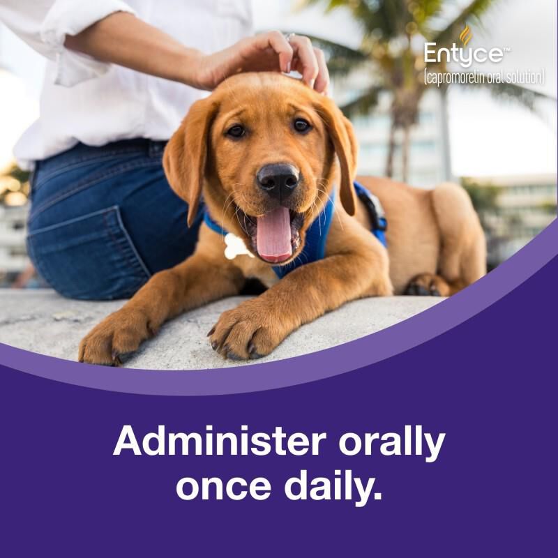 Entyce for Dogs - 30mg/ml | Allivet
