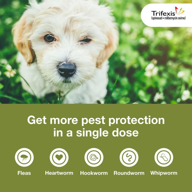 Trifexis - Beef Flavored Flea & Tick Chewables for Dogs