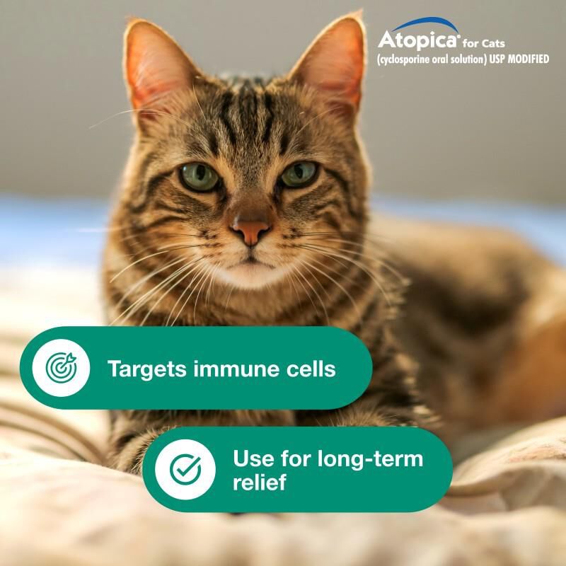 Atopica for Cats - Control Chronic Atopic Dermatitis