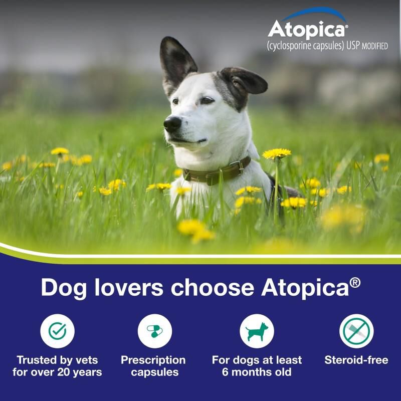 Atopica Cyclosporine 15 Capsules for Dogs 25mg, 50mg, 100mg | Allivet
