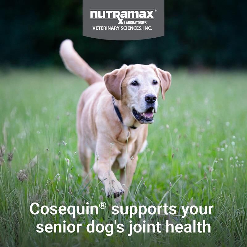 Cosequin Senior Maximum Strength Joint Health Supplement for Dogs, 120 ...