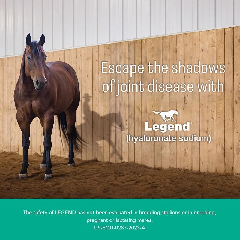 Legend 10 Mg/Ml 4 Ml injection Vial for Horses | Equine Meds