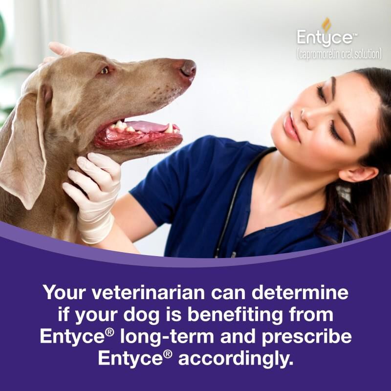 Entyce for Dogs - 30mg/ml | Allivet