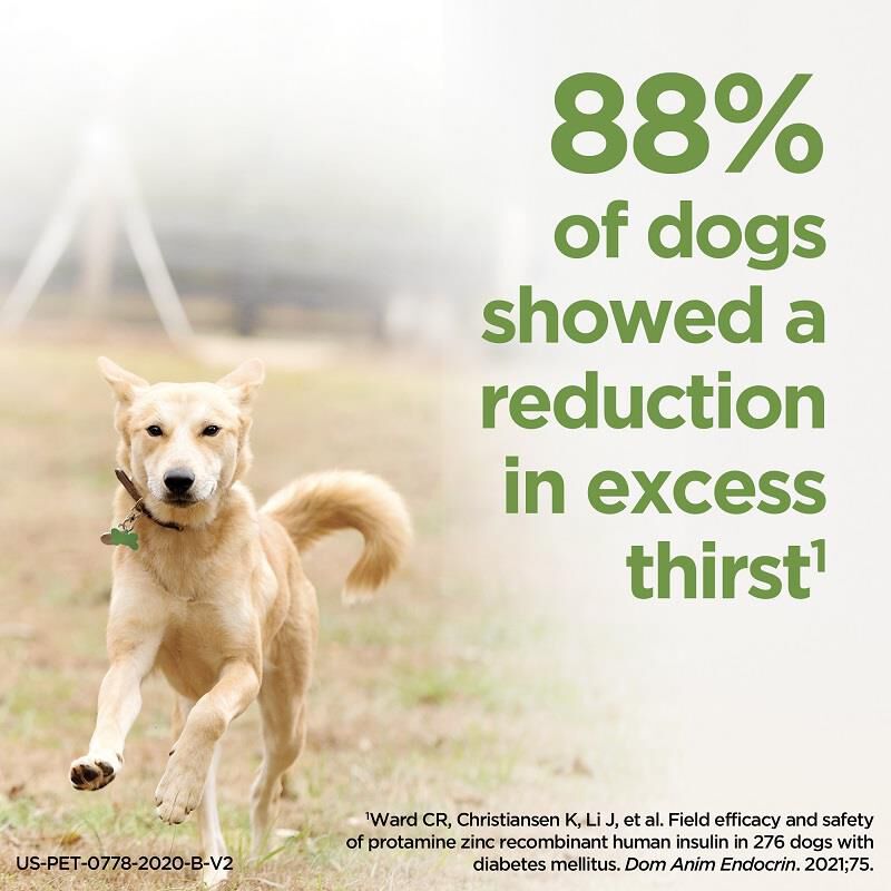 ProZinc Cat Insulin 10 mL Vial | Allivet