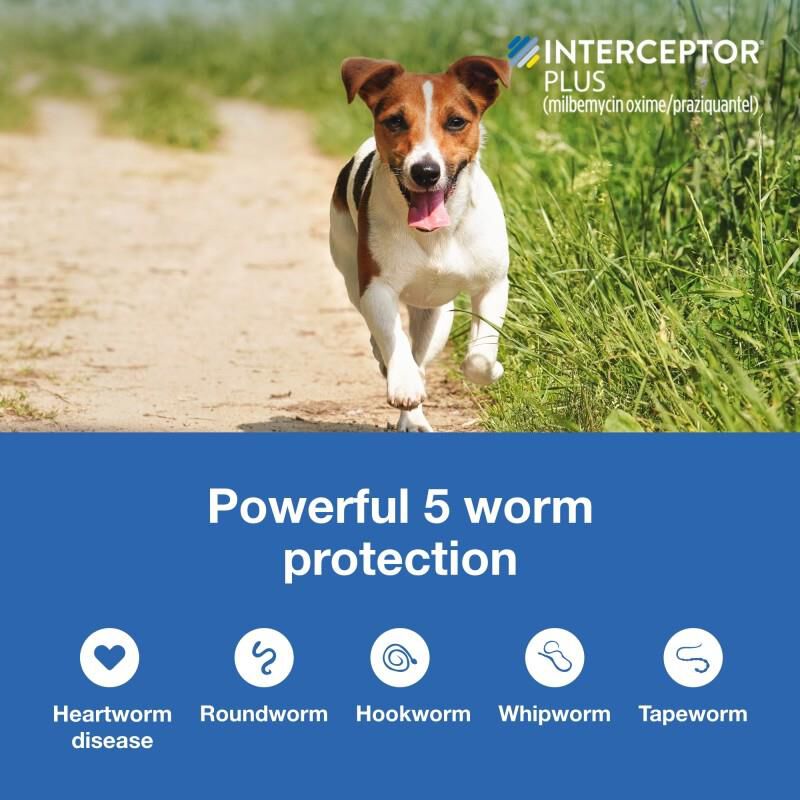 Interceptor Plus for Dogs | Heartworm Chewables | Allivet