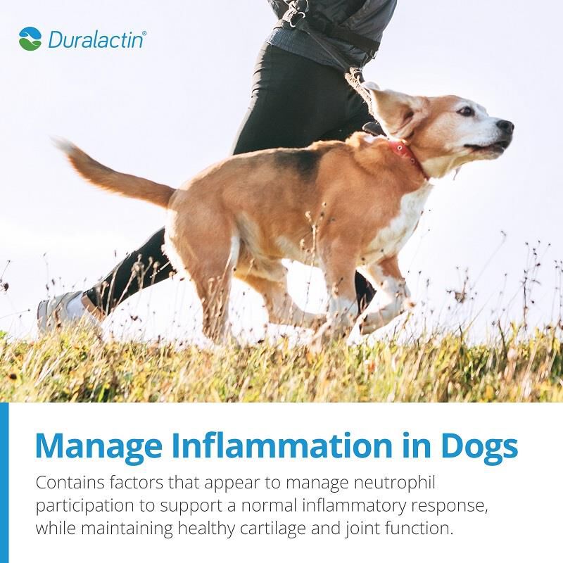 Duralactin Soft Chews for Dogs |Inflammation Supplements | Allivet