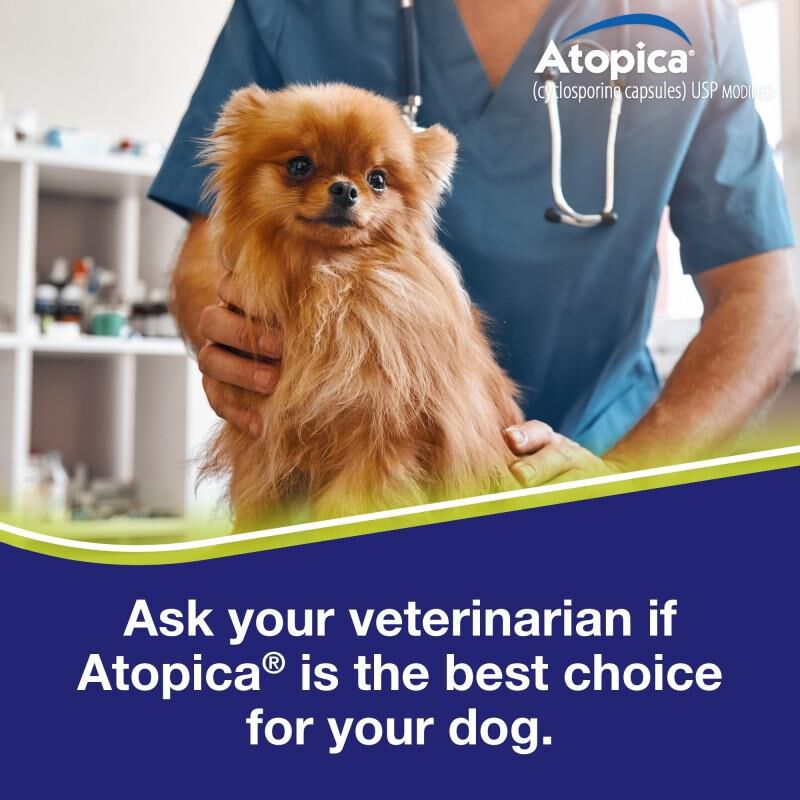 Atopica Cyclosporine 15 Capsules for Dogs 25mg, 50mg, 100mg | Allivet